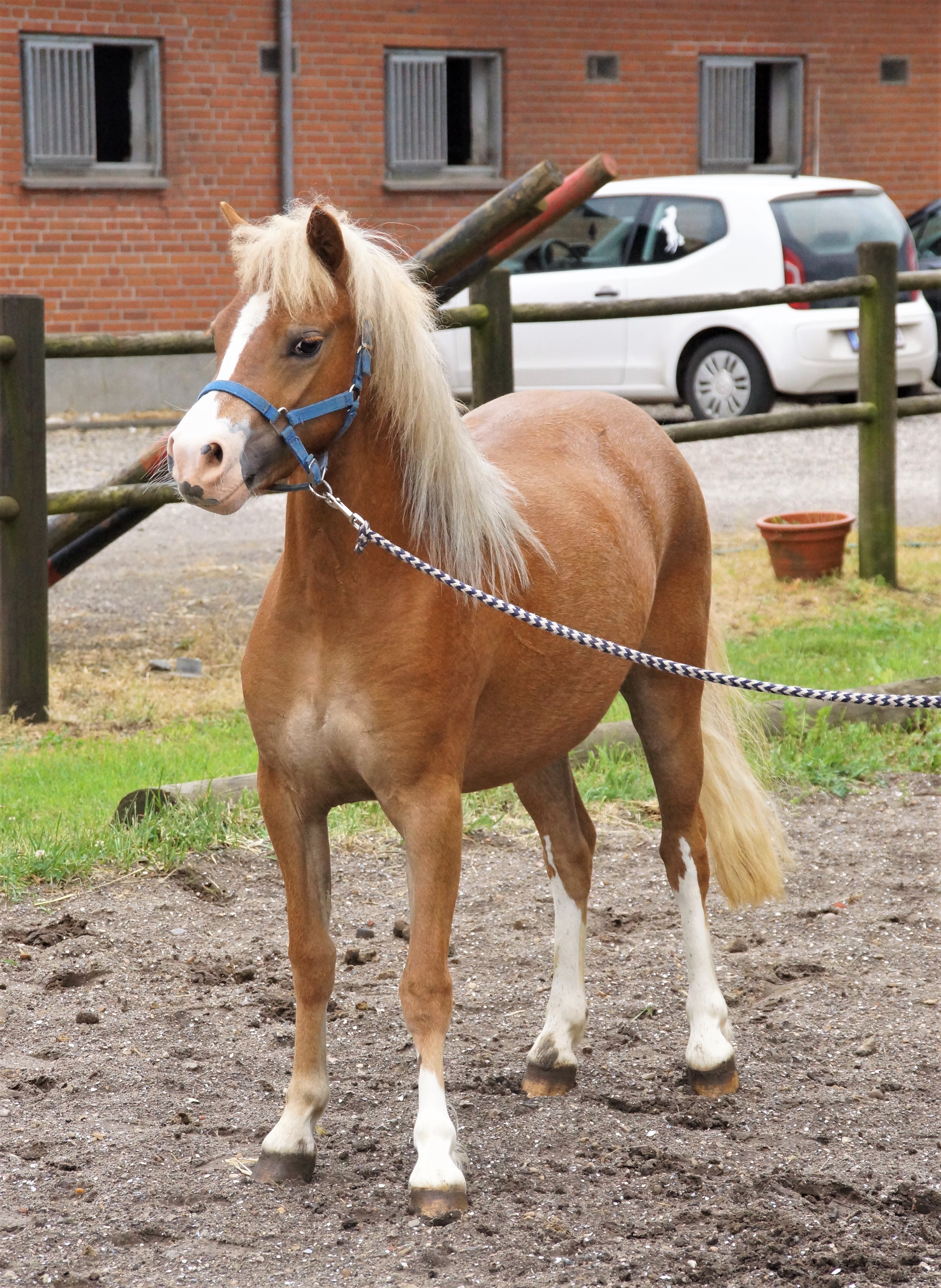 Stald Lindholm Salgsponyer